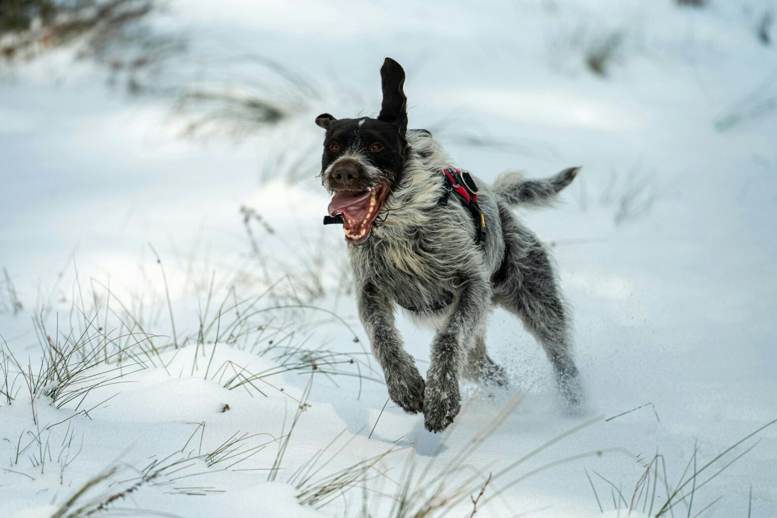 The Real Reason Dogs Get Zoomies — And Why It’s Kind Of About You