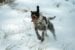 The Real Reason Dogs Get Zoomies — And Why It’s Kind Of About You