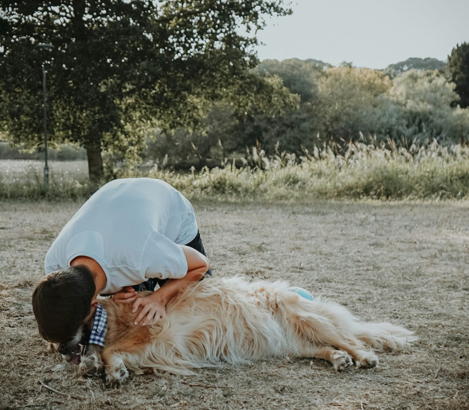 If Your Dog Has A Seizure, Here’s Exactly What To Do (And What Not To Do)