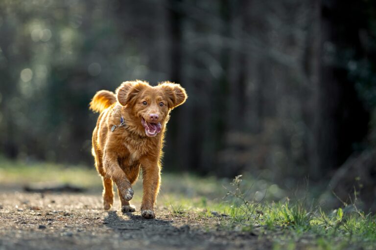The Real Reason Dogs Get Zoomies — And Why It’s Kind Of About You