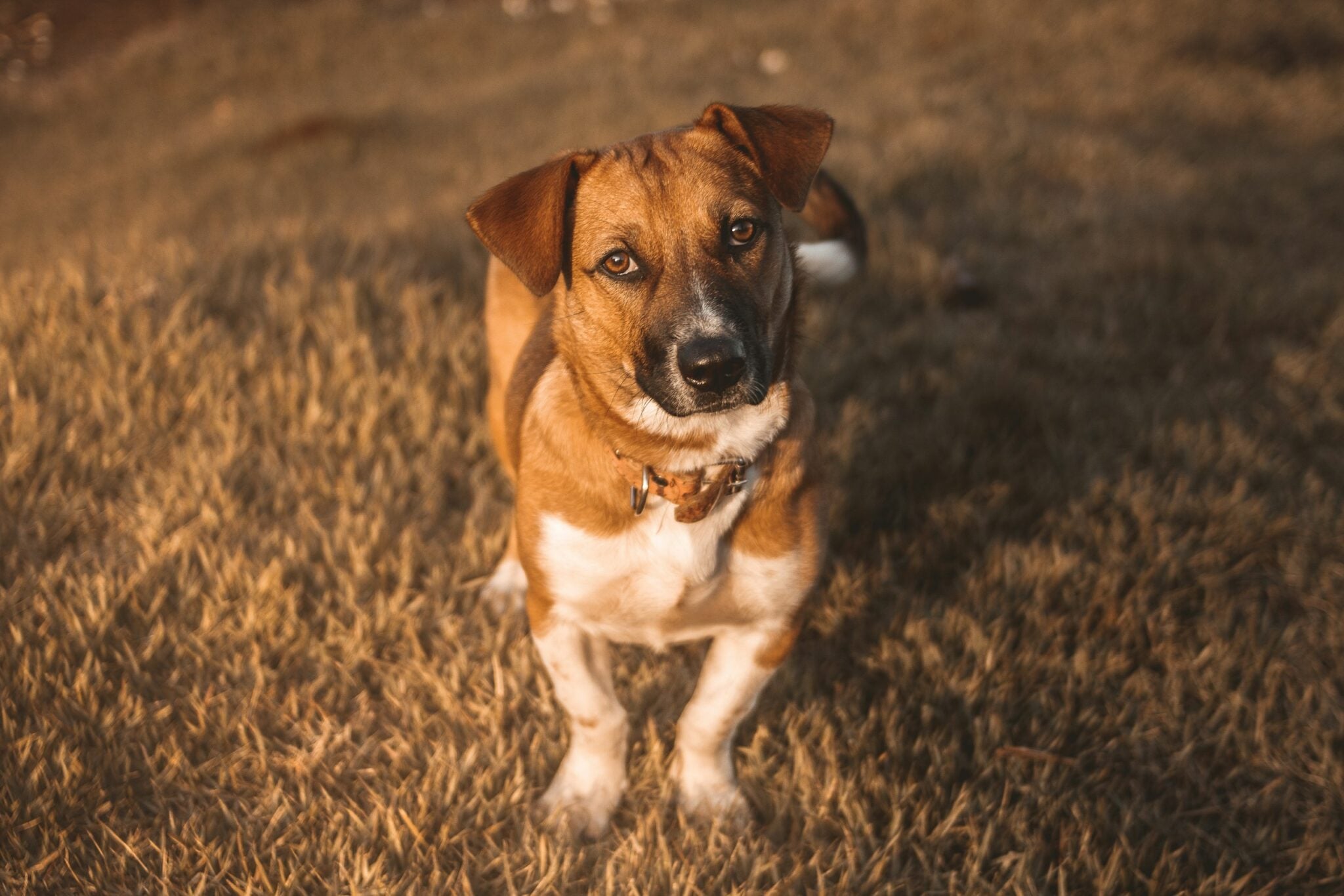 Part Beagle, Part Dachshund, All Attitude: The Doxle Explained - Canine ...
