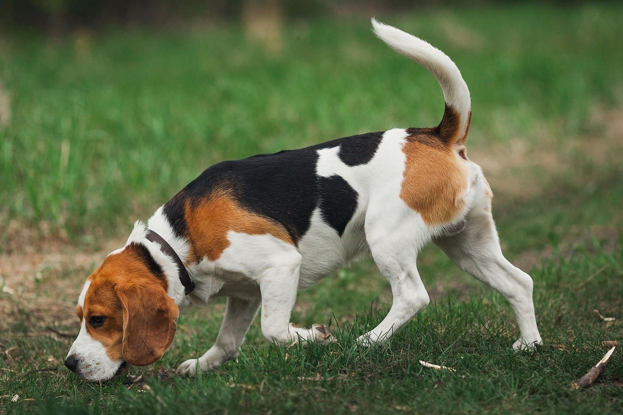 Part Beagle, Part Dachshund, All Attitude: The Doxle Explained - Canine ...