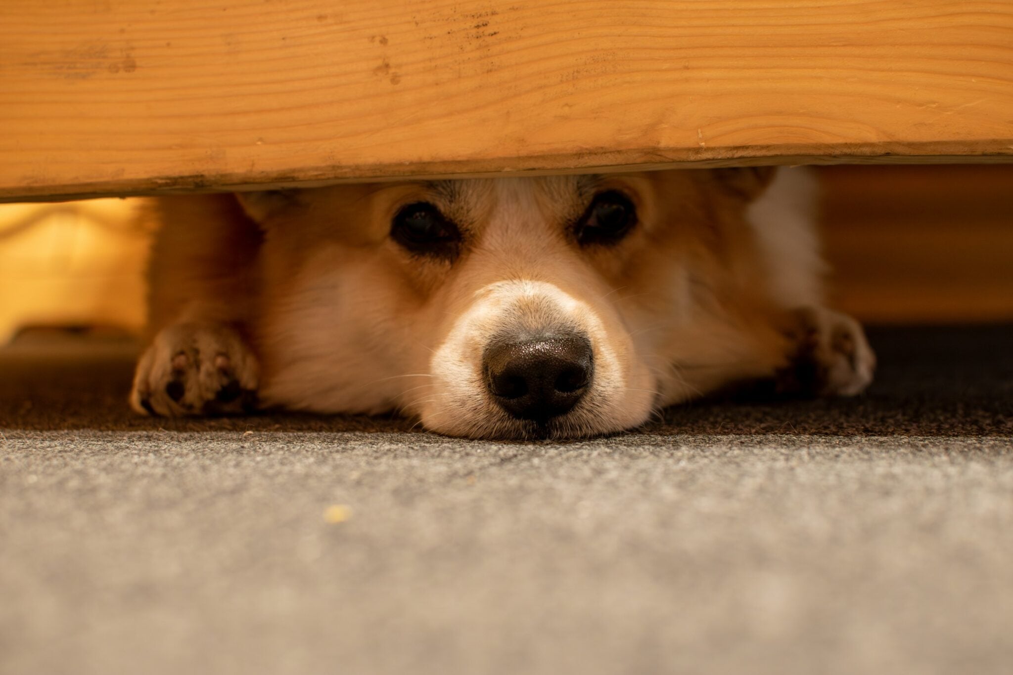 Sick Dog Symptoms: 10 Warning Signs You Should Never Ignore - Canine ...