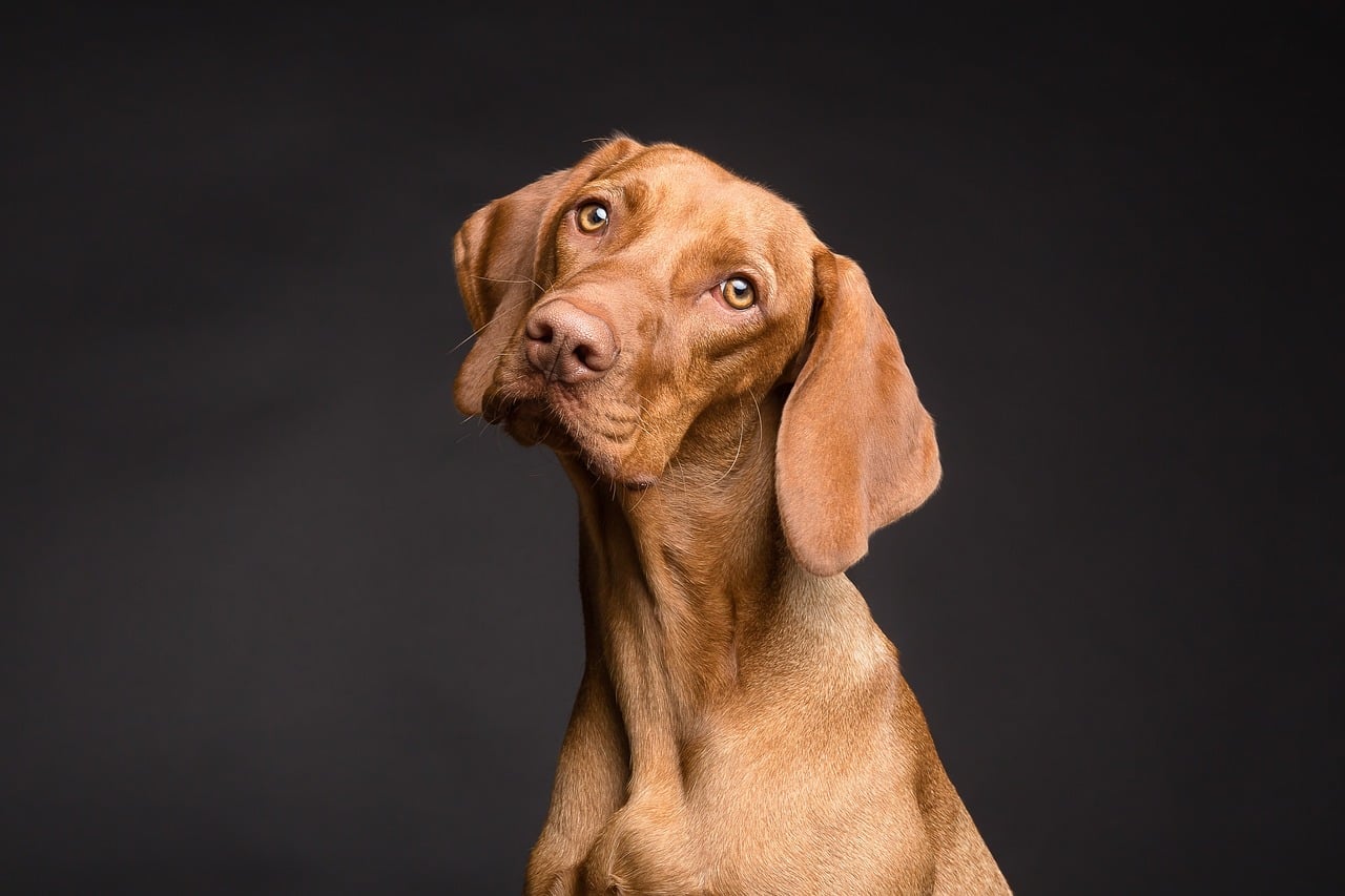 Why Do Dogs Tilt Their Heads? Science Says It’s Not Just “Aww”
