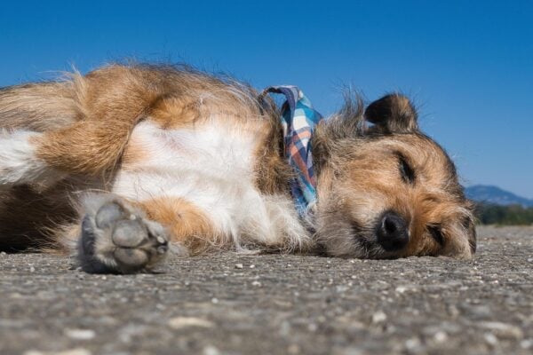 Why Dogs Sigh: The Drama Behind That Deep Breath
