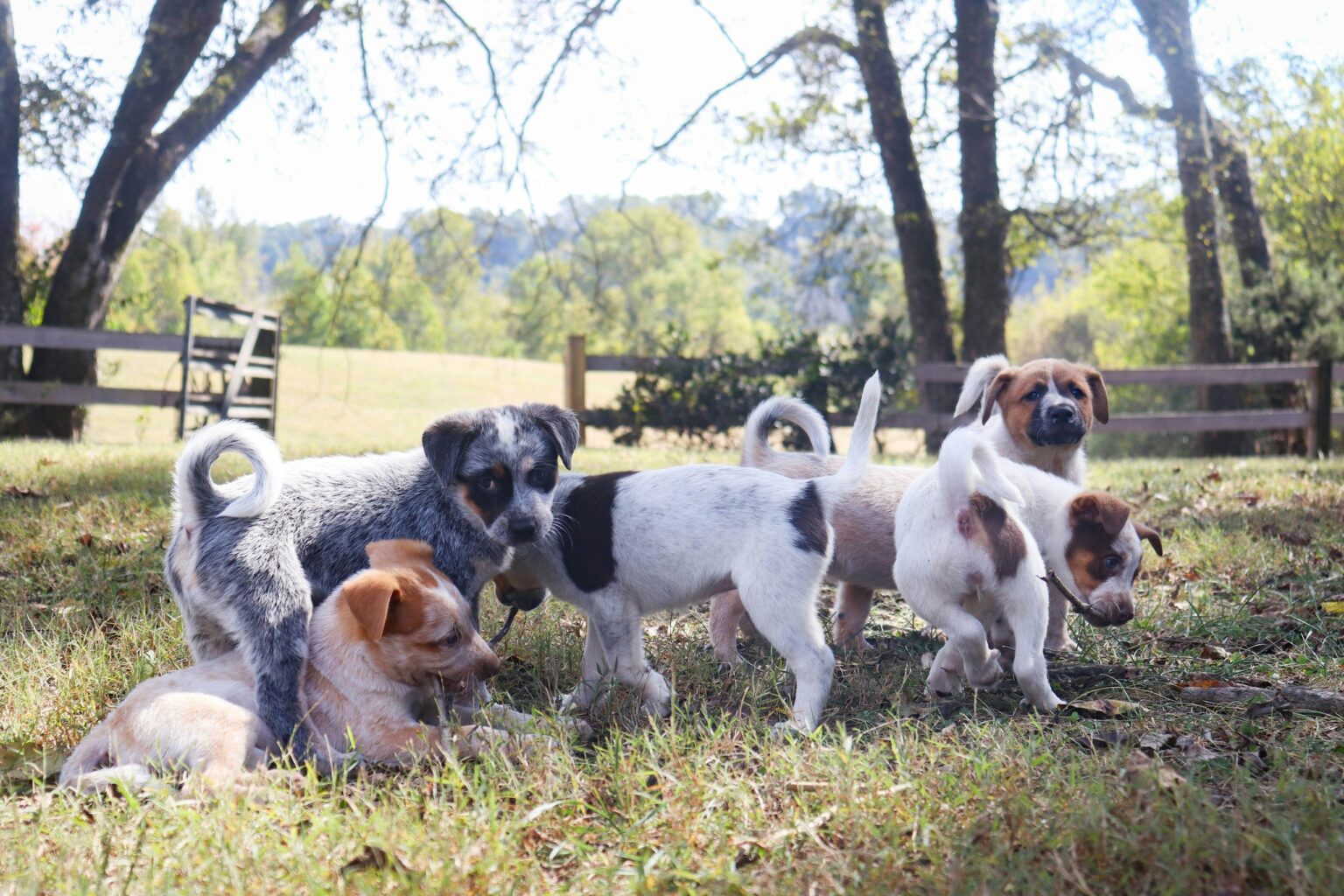12 Signs Your Dog Has Chosen You As Their Person - Canine Journal