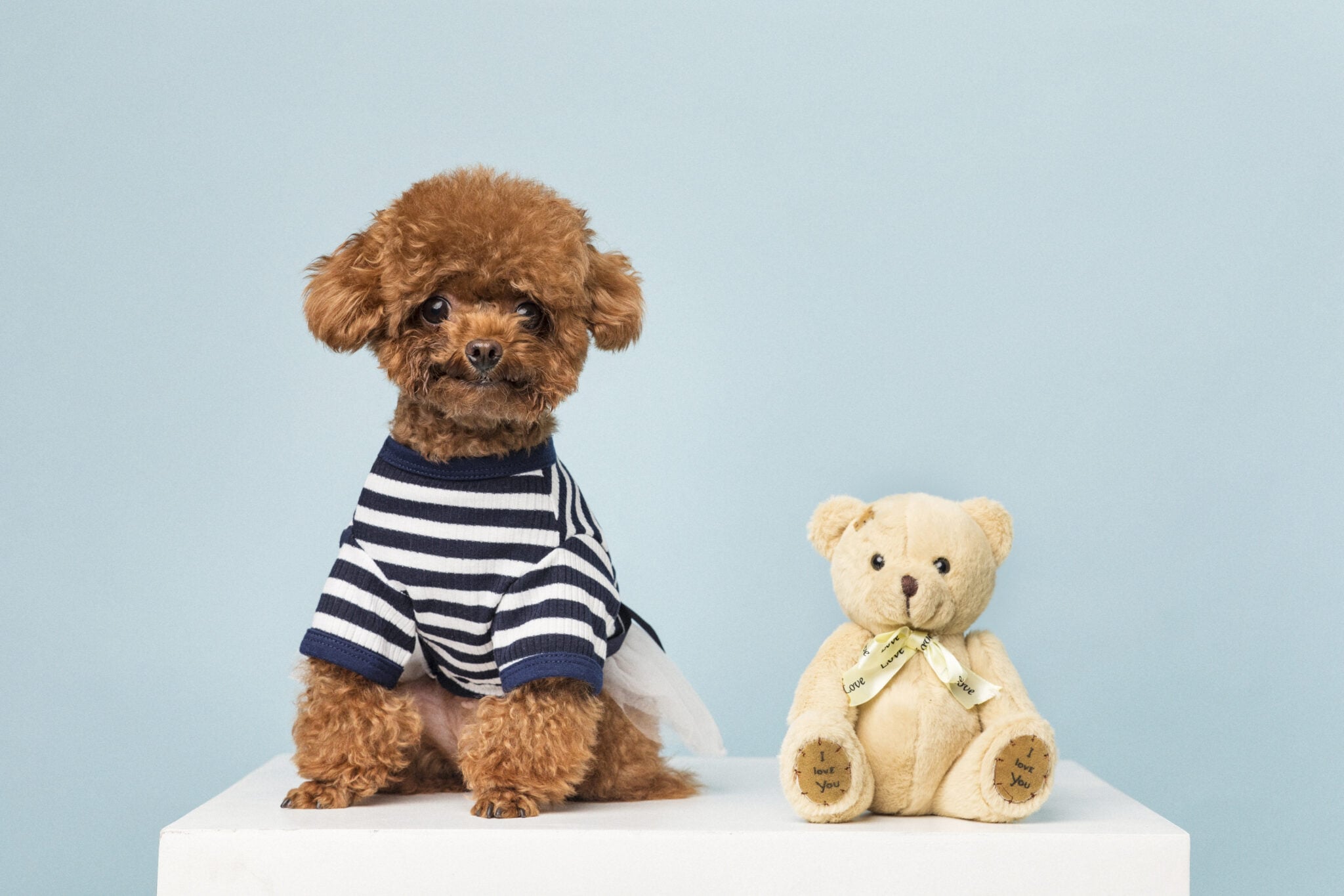 20 Teddy Bear Dog Breeds That Look Like Stuffed Animals, But They're ...