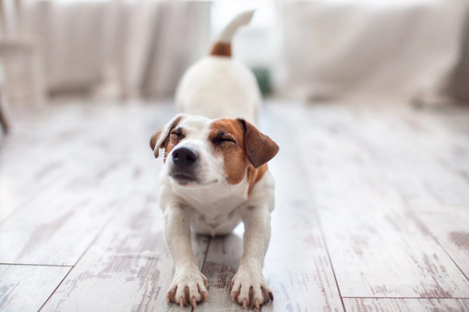 If Your Dog Stretches When They See You, This Is What They’re Really Saying