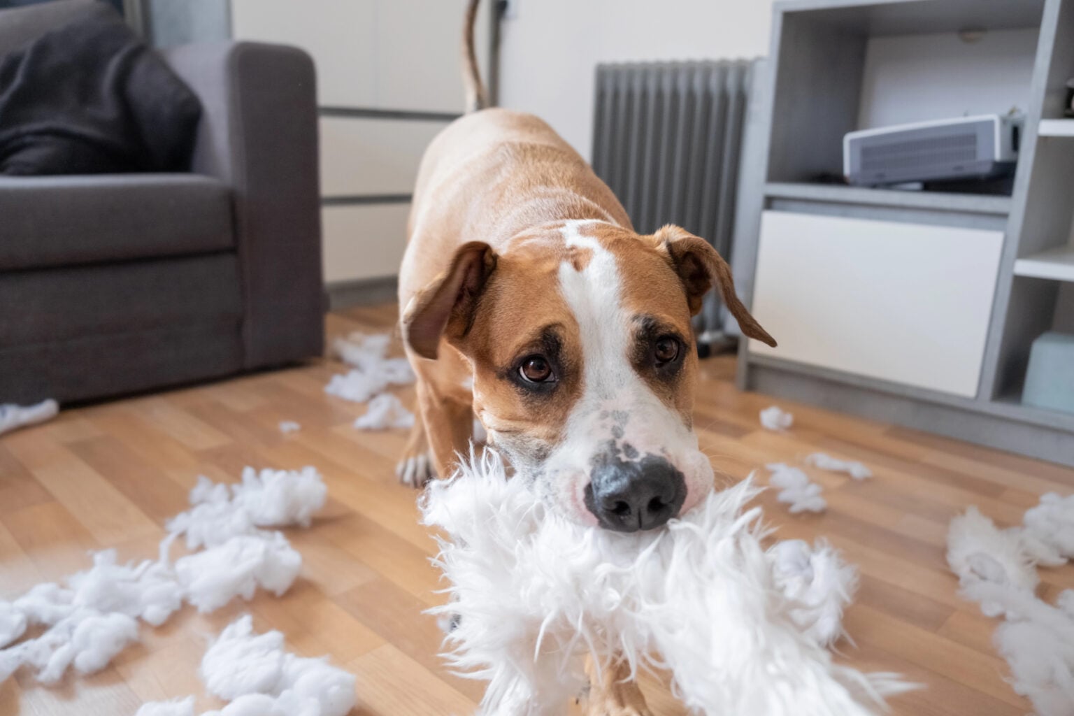 Which Dog Breeds Handle Being Home Alone The Best? - Canine Journal