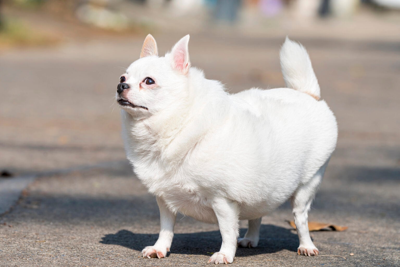How Much Should A Chihuahua Eat? (Bookmark This Feeding Chart) - Canine ...