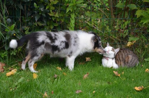 Can Dogs Smell Fear? Science Explains How Dogs Sense Human Emotions ...