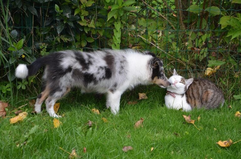Can Dogs Smell Fear? Science Explains How Dogs Sense Human Emotions ...