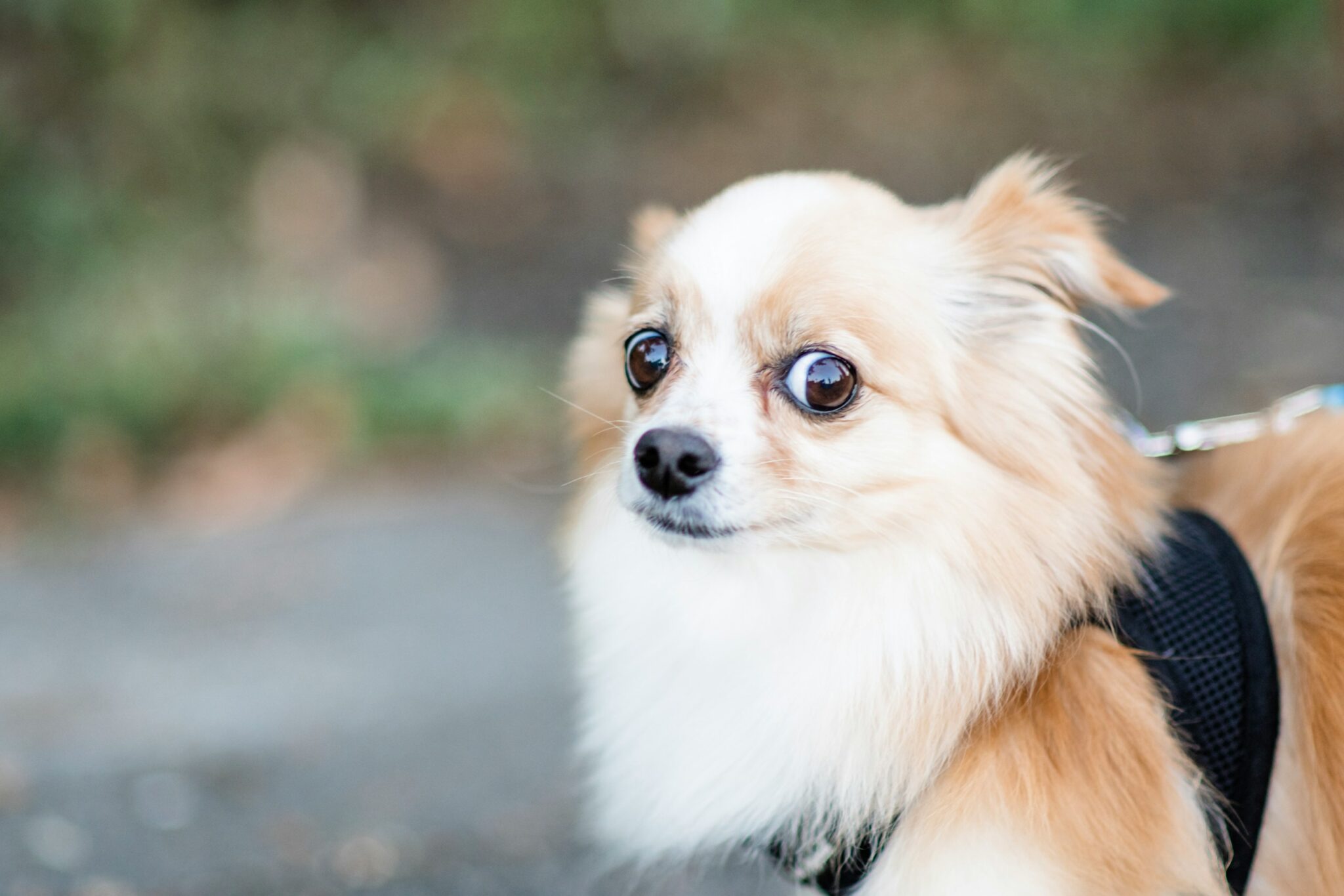 When Your Dog Ignores You: What’s Really Going On - Canine Journal