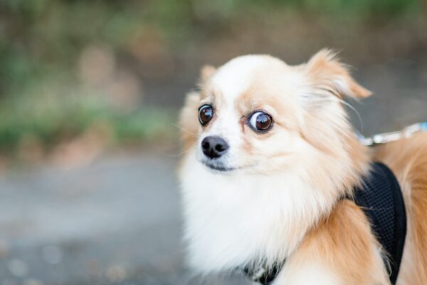 When Your Dog Ignores You: What’s Really Going On - Canine Journal