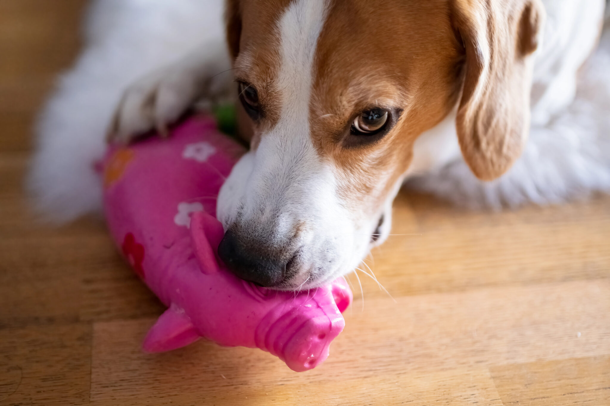What Does Your Dog's Favorite Toy Say About Their Personality? - Canine ...