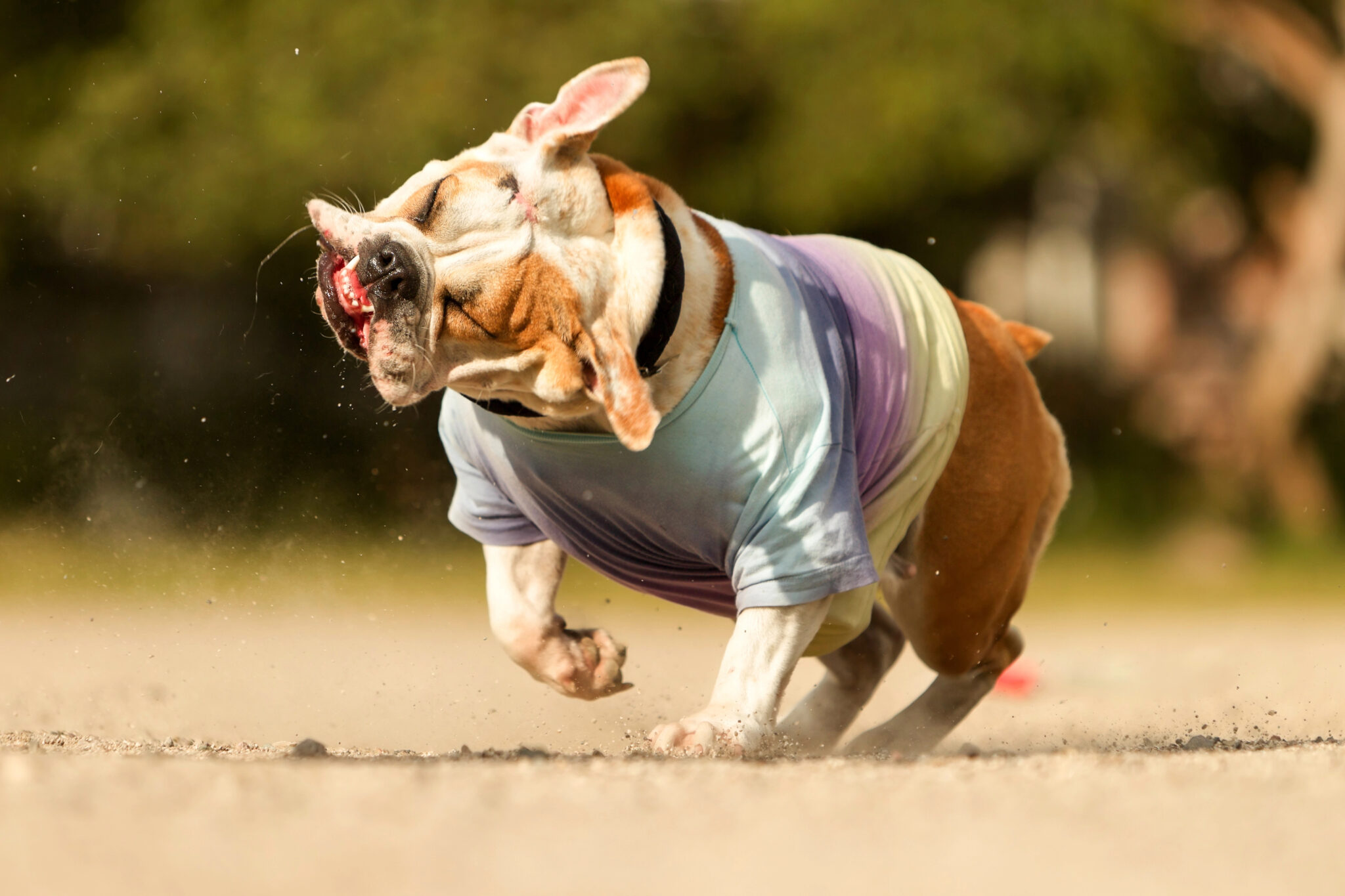 Dog Shaking Like They’ve Had One Too Many Espresso Shots? What’s Normal ...