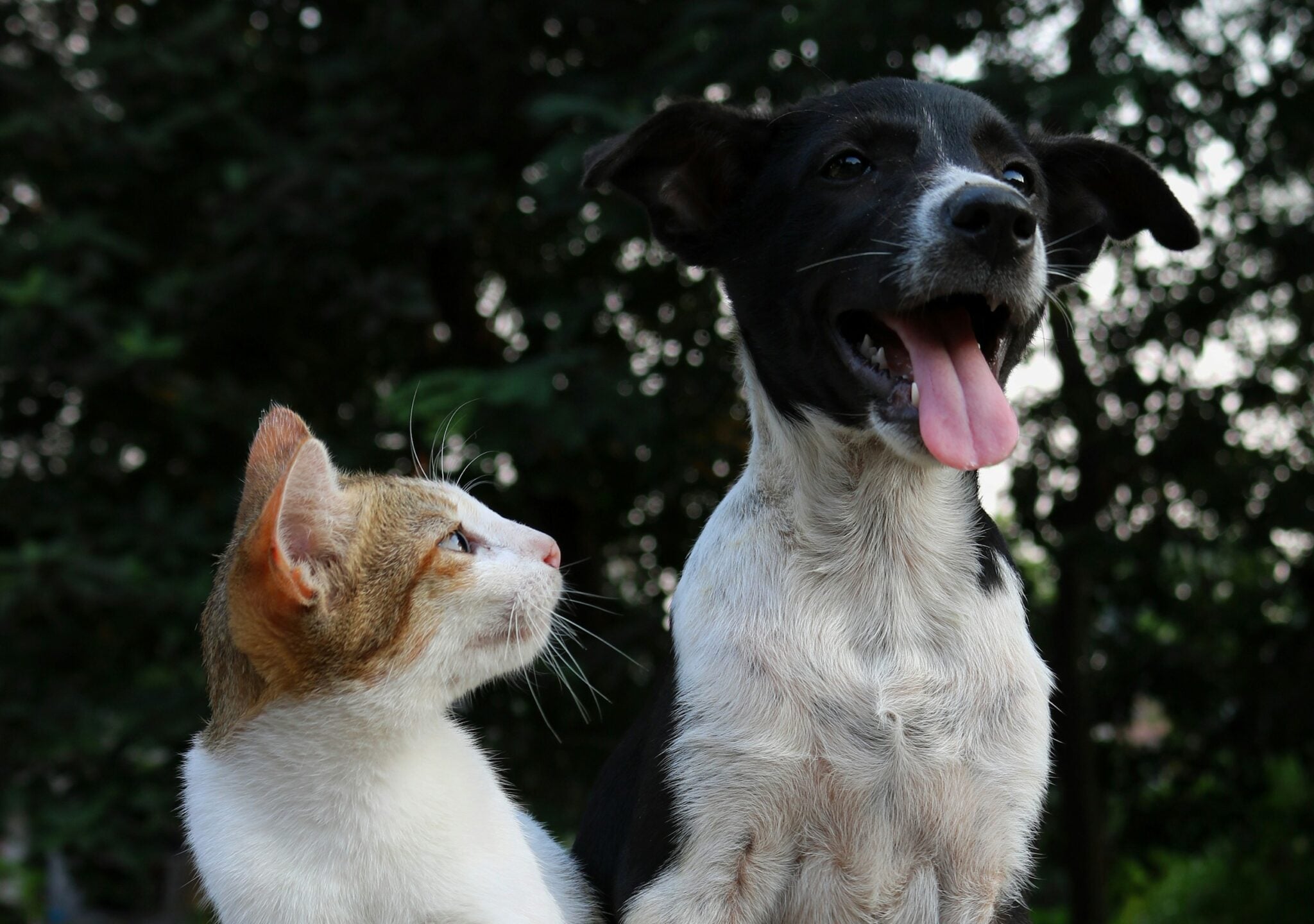Dog People vs Cat People: The Surprisingly Real Personality Divide ...