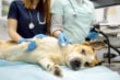 Acid Reflux In Dogs: Is It GERD Or Something Worse?