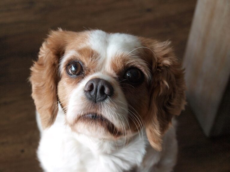 These 20 Cavalier Mixes Are Cute — But Which One Is Right for You ...