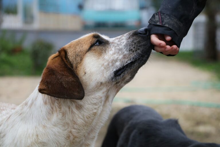 Why Do Dogs Nuzzle You? (What That Little Nose Nudge Really Means ...