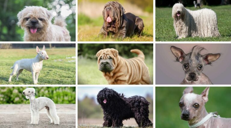15 So-Ugly-They’re-Cute Dog Breeds – Meet The Ugliest Dog Winner!