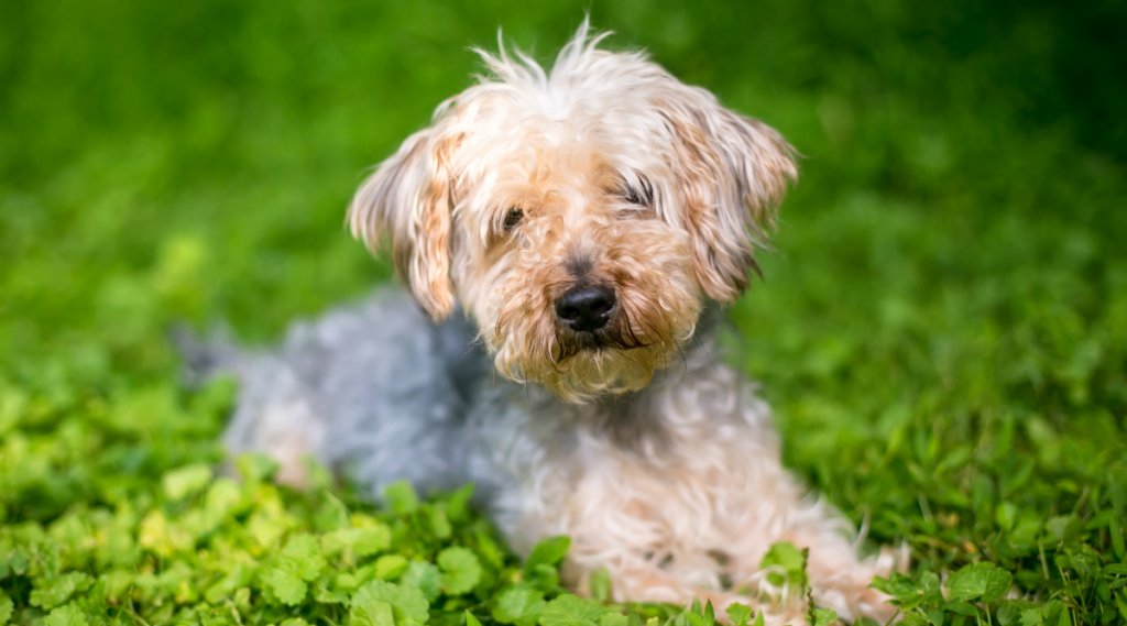 Yorkie Poodle Mix: Yorkipoo Facts, Traits & More - Canine Journal