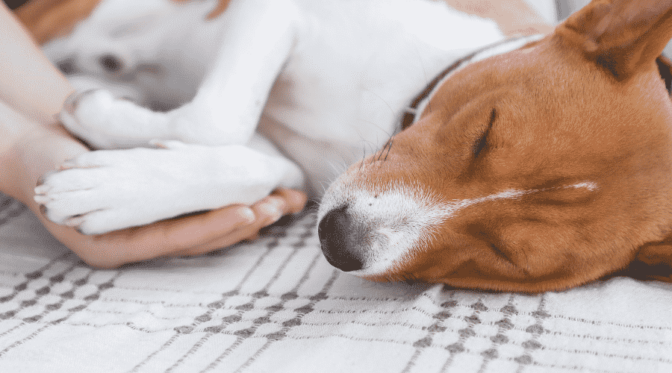 Has Your Dog Got A Fever? Our Guide To Normal Dog Temperature