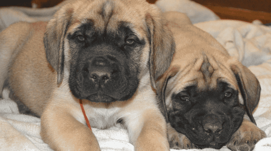 English Mastiff Prices: How Much Do They Cost? - Canine Journal