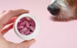 Benadryl Dosage For Dogs: Safe Guidelines & Dosage Charts - Canine Journal