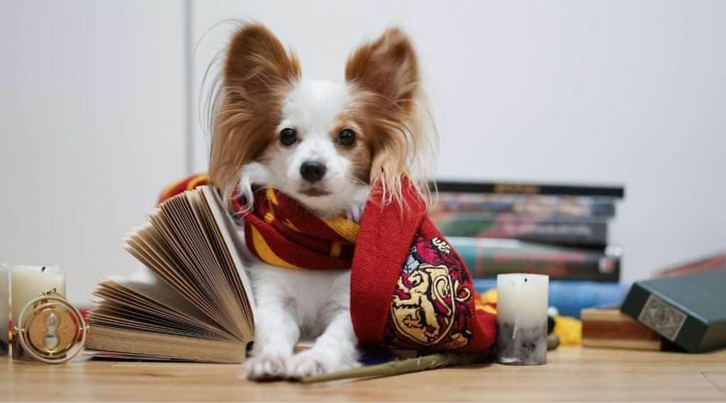 Harry Potter Dog Names: 400+ Magical Ideas | Canine Journal