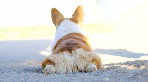 Corgi Lifespan: How Long Do Corgis Live? - Canine Journal
