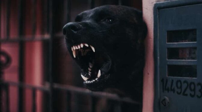 New Dog Bite Statistics Revealed: Top Dog Breeds Linked To Bites & Bite ...