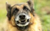 Dog Body Language Guide: What Is Your Dog Trying To Tell You?