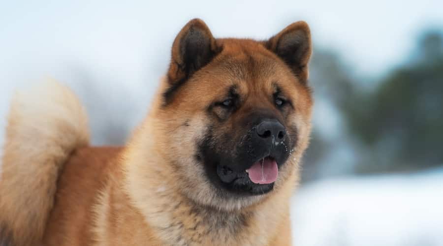 Akita Dog Breed Information: Facts, Traits, Pictures & More - Canine ...