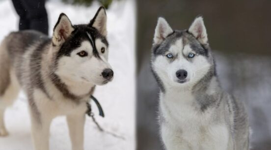 Siberian Husky vs Wolf: Are They Related? (Differences & More) - Canine ...