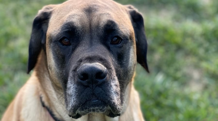 American Mastiff History American Mastiff Dog Breed: Info, Pictures
