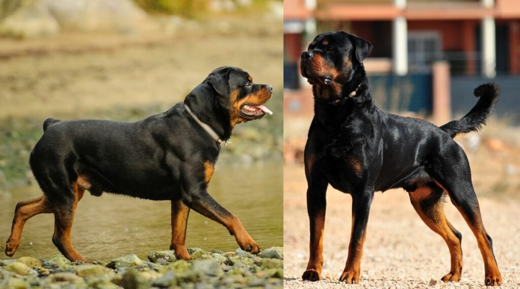 American Rottweiler vs. German Rottweiler: Breed Differences ...