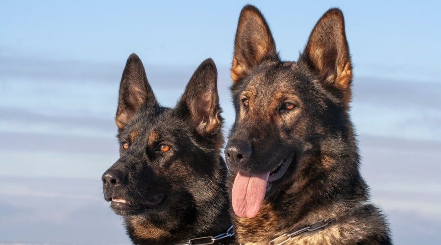 American vs. European German Shepherds: What's The Difference? - Canine ...
