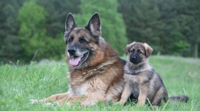 10 German Shepherd Health Issues No One Warns You About - Until It’s ...