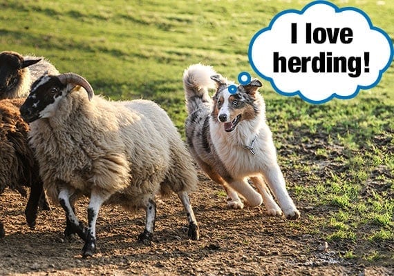 3 Best Herding Balls For Pushing Around (11+ Tested) | Canine Journal