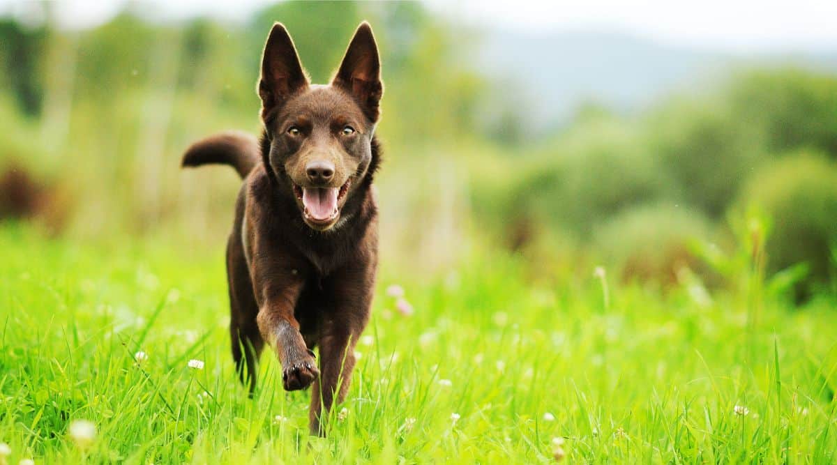Australian Kelpie: Breed Characteristics, Temperament & More - Canine ...