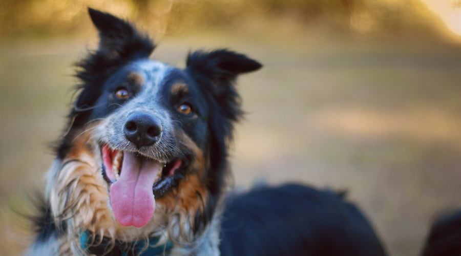 Australian Shepherd Border Collie Mix: Border Aussie Breed Facts ...