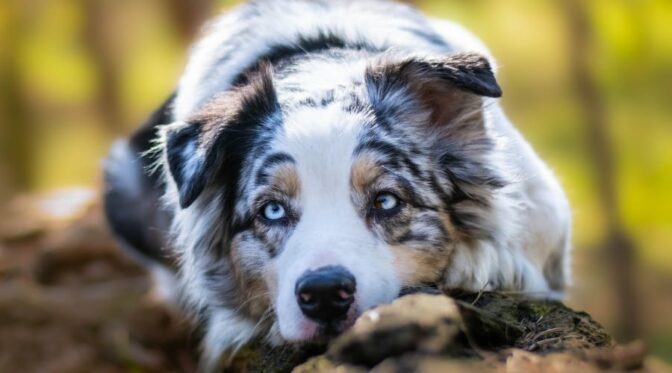 Anatolian Shepherd: Breed Information, Facts, Traits & More - Canine ...