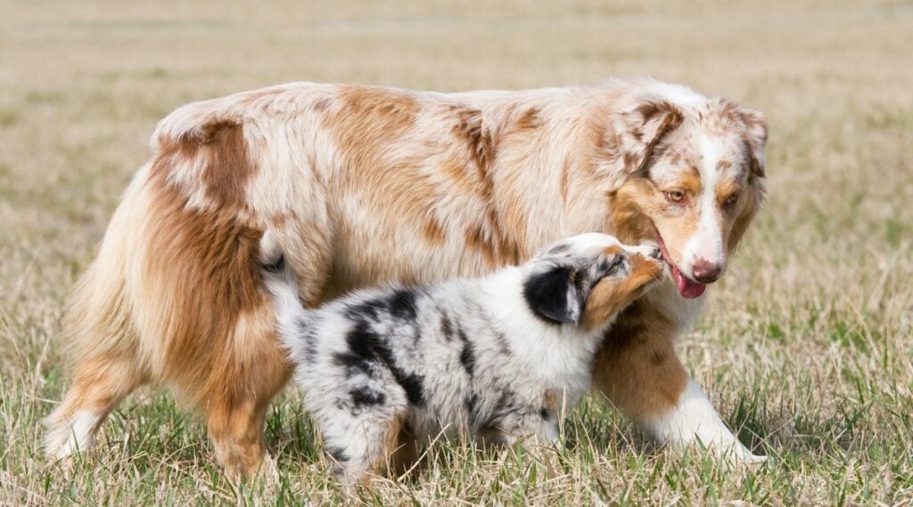 Standard Australian Shepherd Growth Chart - Canine Journal