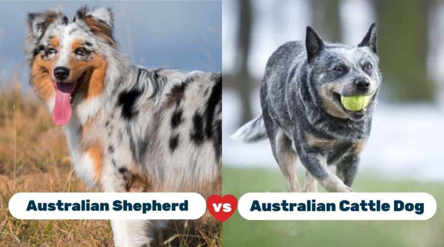 Border Collie vs Australian Cattle Dog: Breed Differences ...