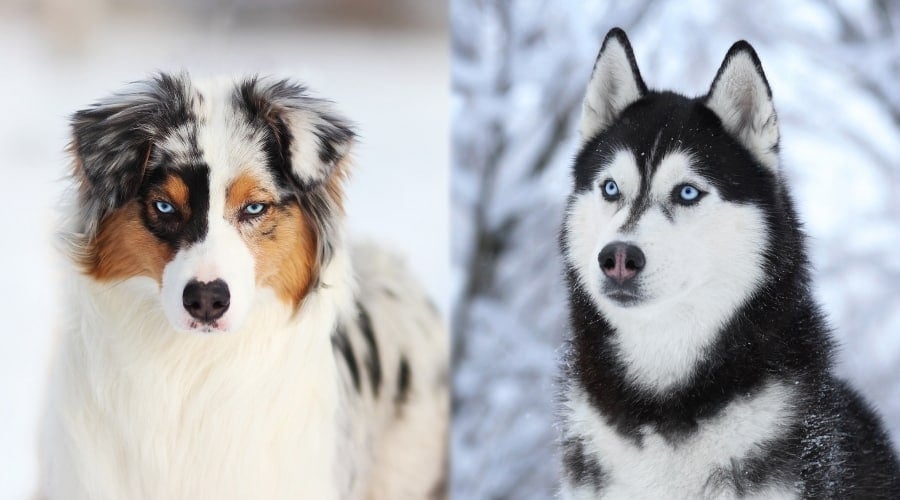 Australian Shepherd vs. Siberian Husky: Breed Differences ...