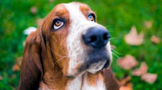 17 Blue Dog Breeds That Will Steal Your Heart - Canine Journal