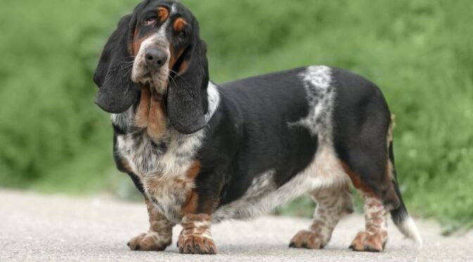 The Nose Knows: 11 Dogs With Sniffers So Good It’s Scary - Canine Journal