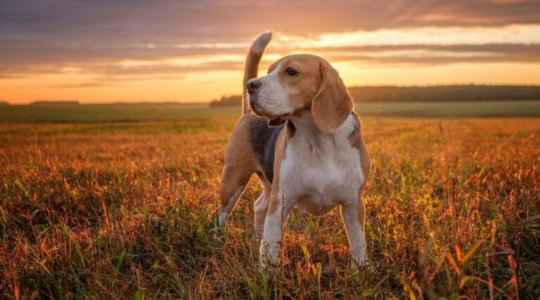 Beagles Shed Like Crazy - Here’s The Hairy Truth - Canine Journal