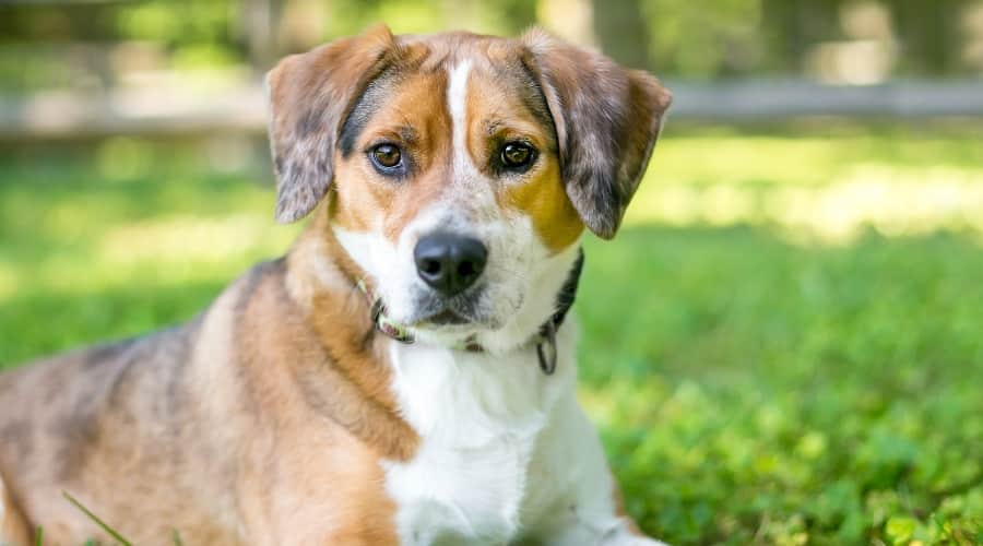Beagle Border Collie Pointer Mix
